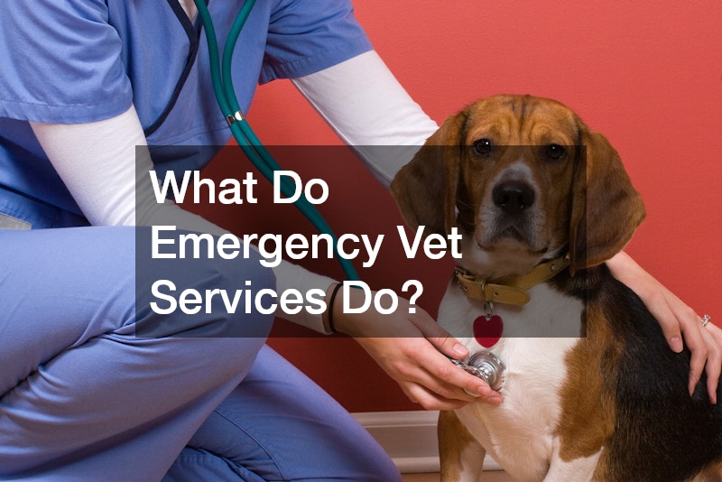 What Do Emergency Vet Services Do? - Best Veterinarian Review