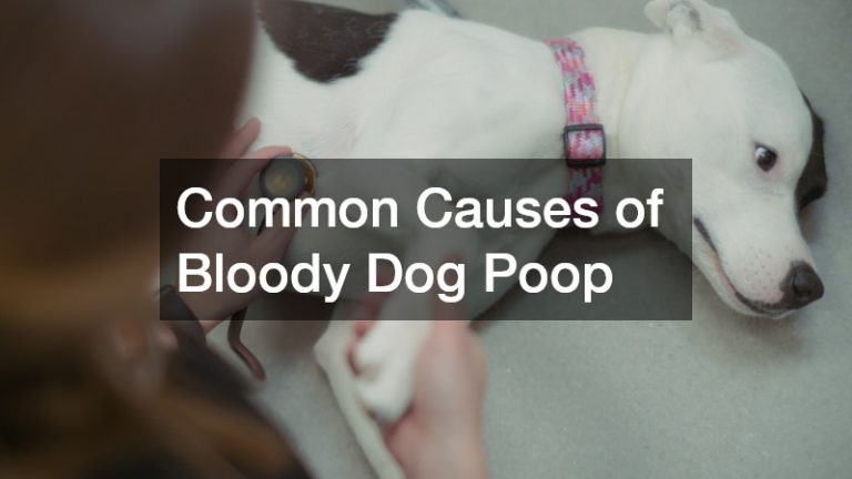 Dog Pooping Blood? Causes, Symptoms & When to Call a Vet
